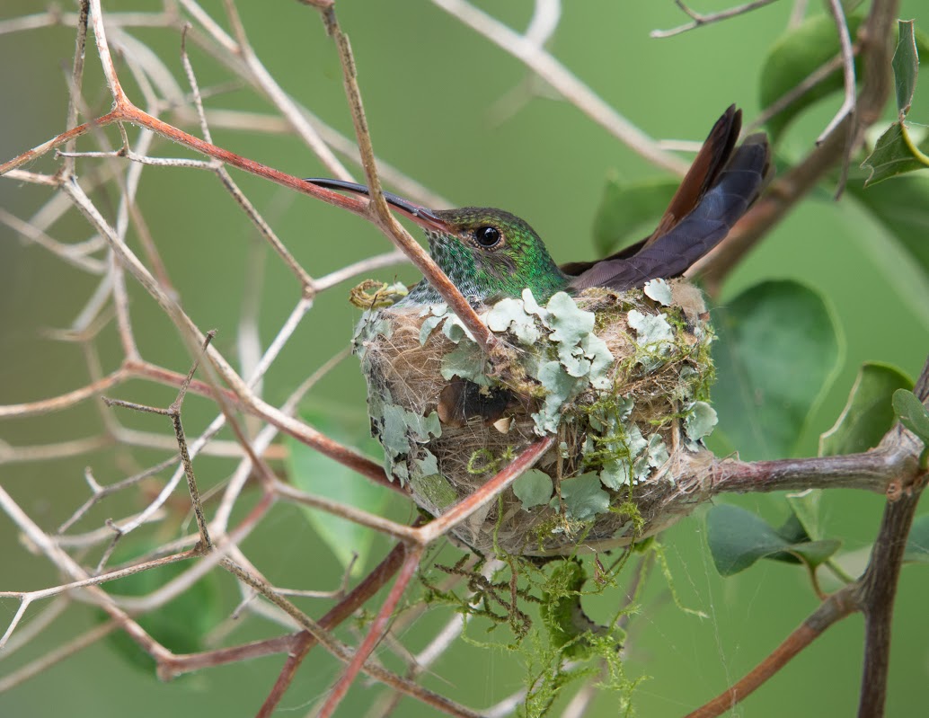 March Nesting Season | Botánika Osa Peninsula