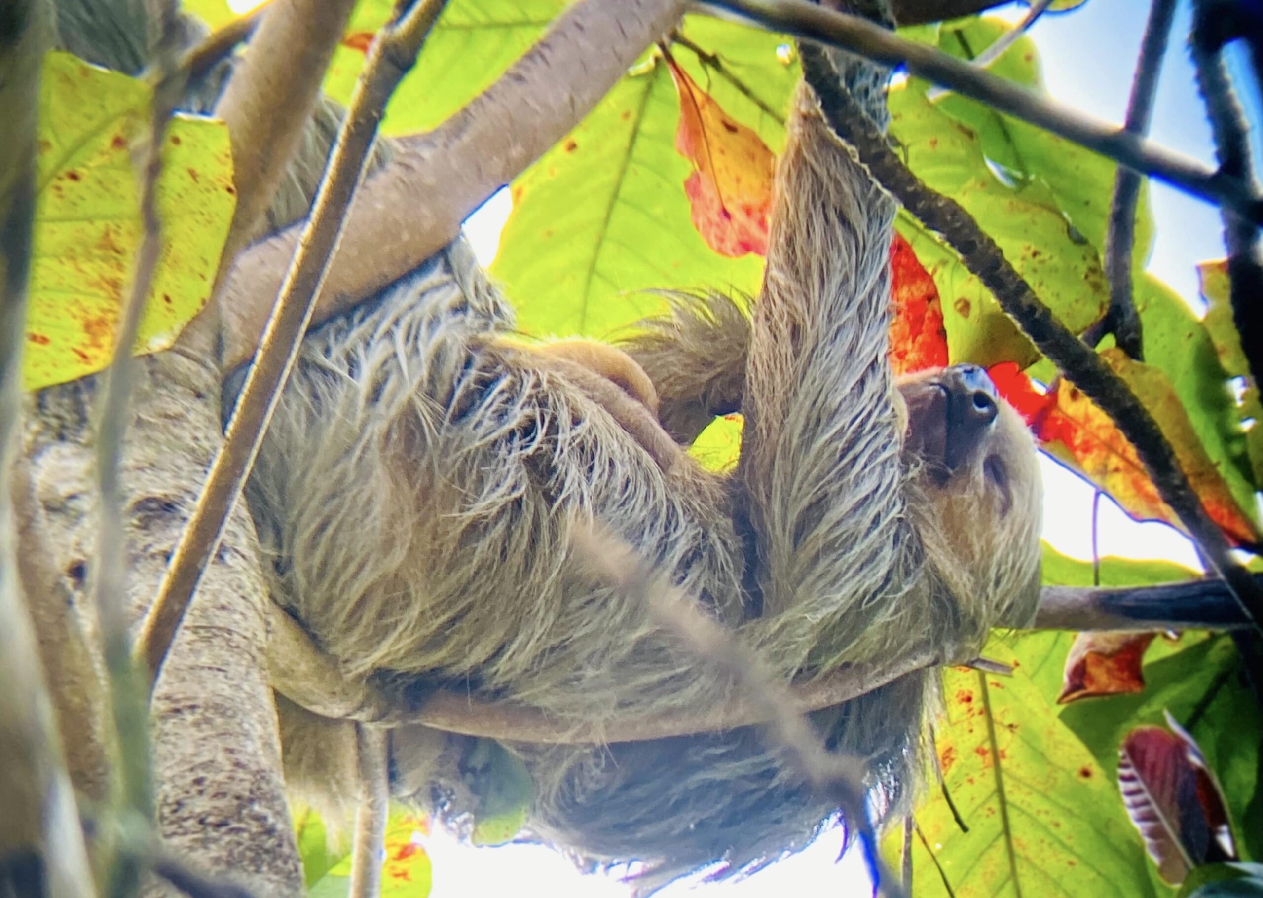 Enchanting Mama and Baby Sloth at Botánika Osa Peninsula