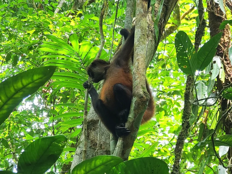 The New York Times Names the Osa Peninsula One of the World’s Top ...